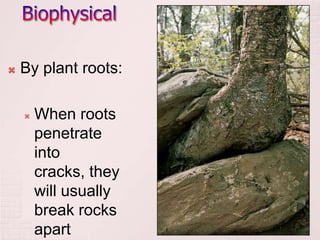 Chemical and biological weathering lesson 5 | PPTX