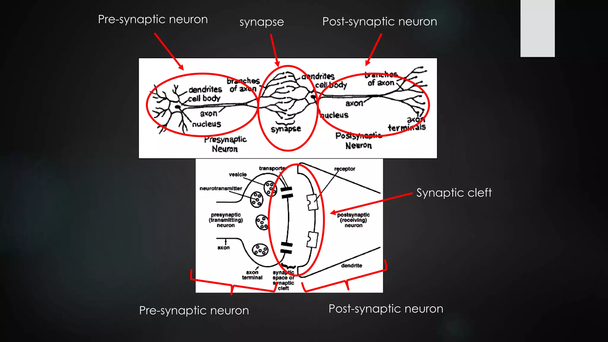 Chemical and electrical synapse | PPTX | Brain and Nervous System ...