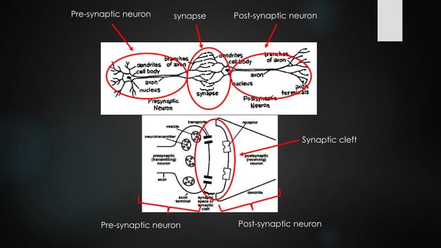 Chemical and electrical synapse | PPTX | Brain and Nervous System ...