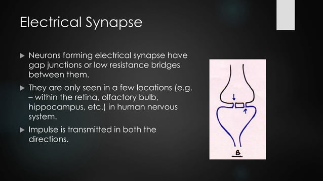 Chemical and electrical synapse | PPTX | Brain and Nervous System Disorders | Diseases and ...