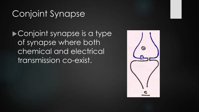 Chemical and electrical synapse | PPTX | Brain and Nervous System ...