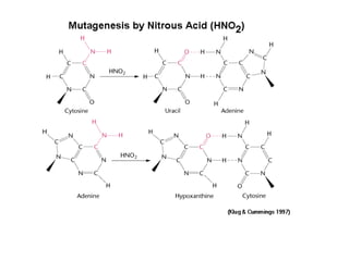 Chemical aspects of mutagens 1-1 | PPTX