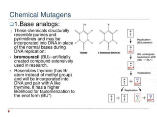 Chemical aspects of mutagens 1-1 | PPTX