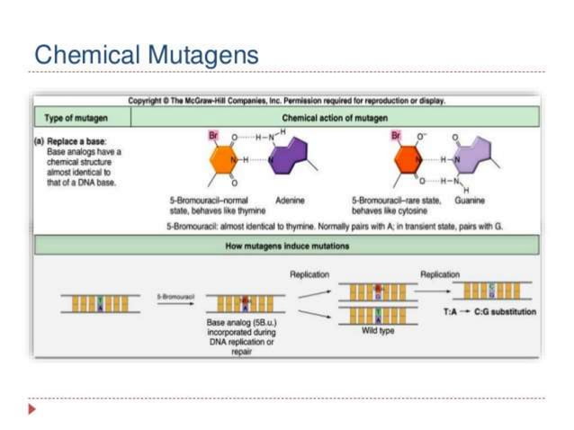 Chemical aspects of mutagens 1-1 | PPTX