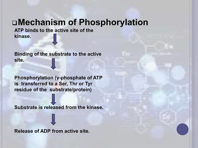 protein phosphorylation | PPTX | Endocrine and Metabolic Diseases | Diseases and Conditions