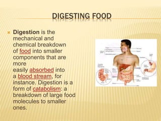 Digesting Food Chemical Change