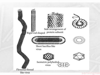 Chemical composion of virus | PPTX