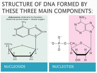 Chemical composition and structure of dna | PPTX