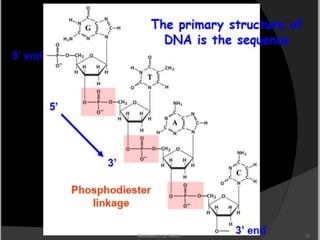 Chemical composition and structure of dna | PPTX