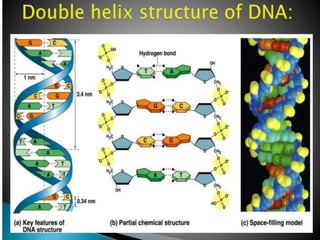 Chemical composition and structure of dna | PPTX