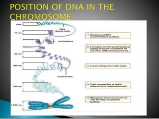 Chemical composition and structure of dna | PPTX