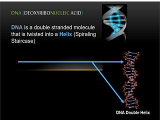 Chemical composition and structure of dna | PPTX