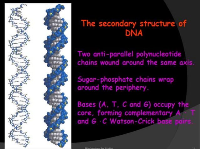 Chemical composition and structure of dna | PPTX