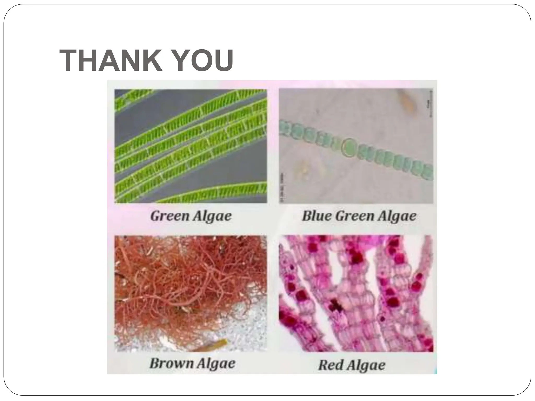 Chemical Composition of micro and macro Algae | PPTX