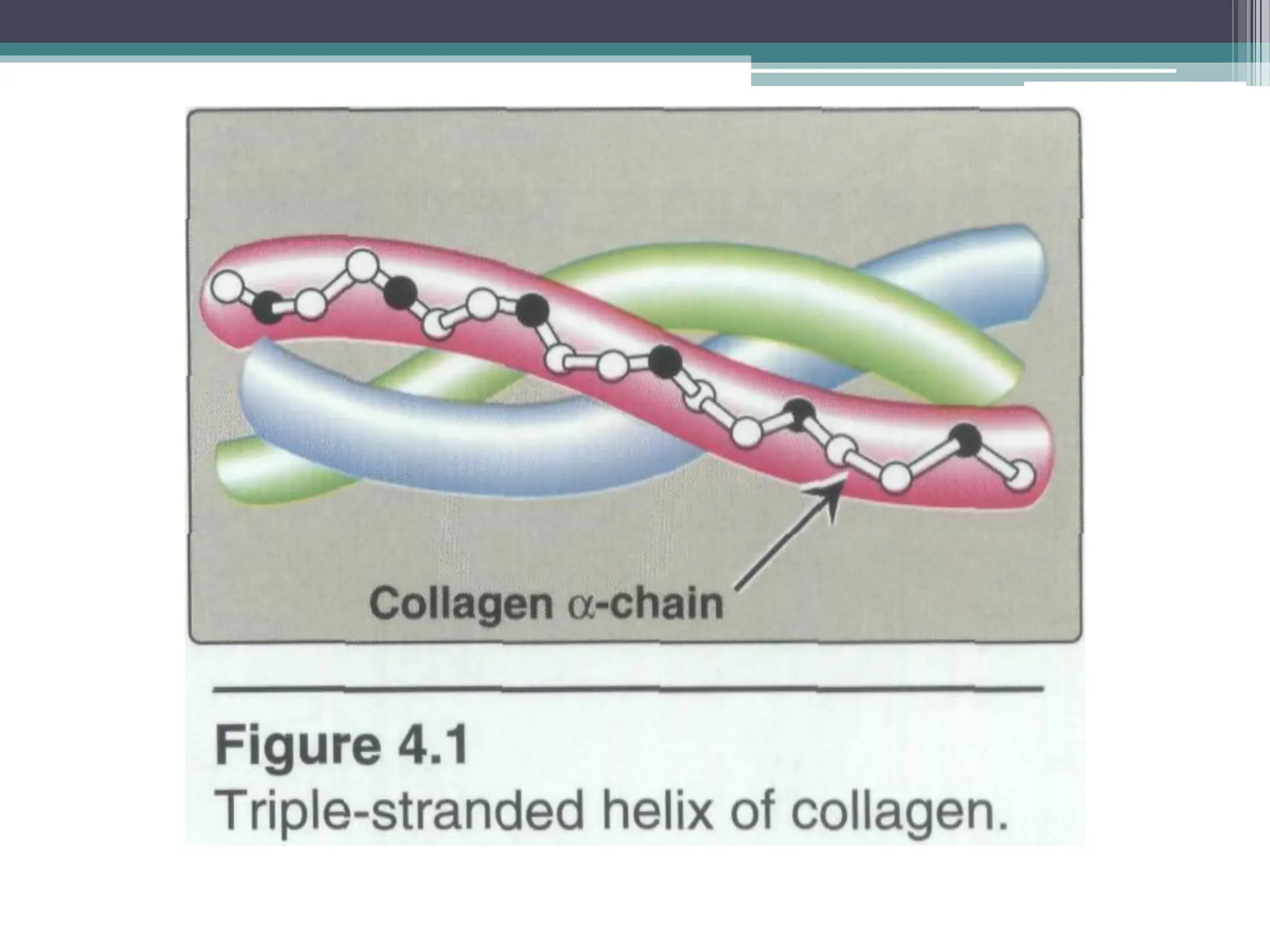 Chemical composition of cartilage I course.pdf