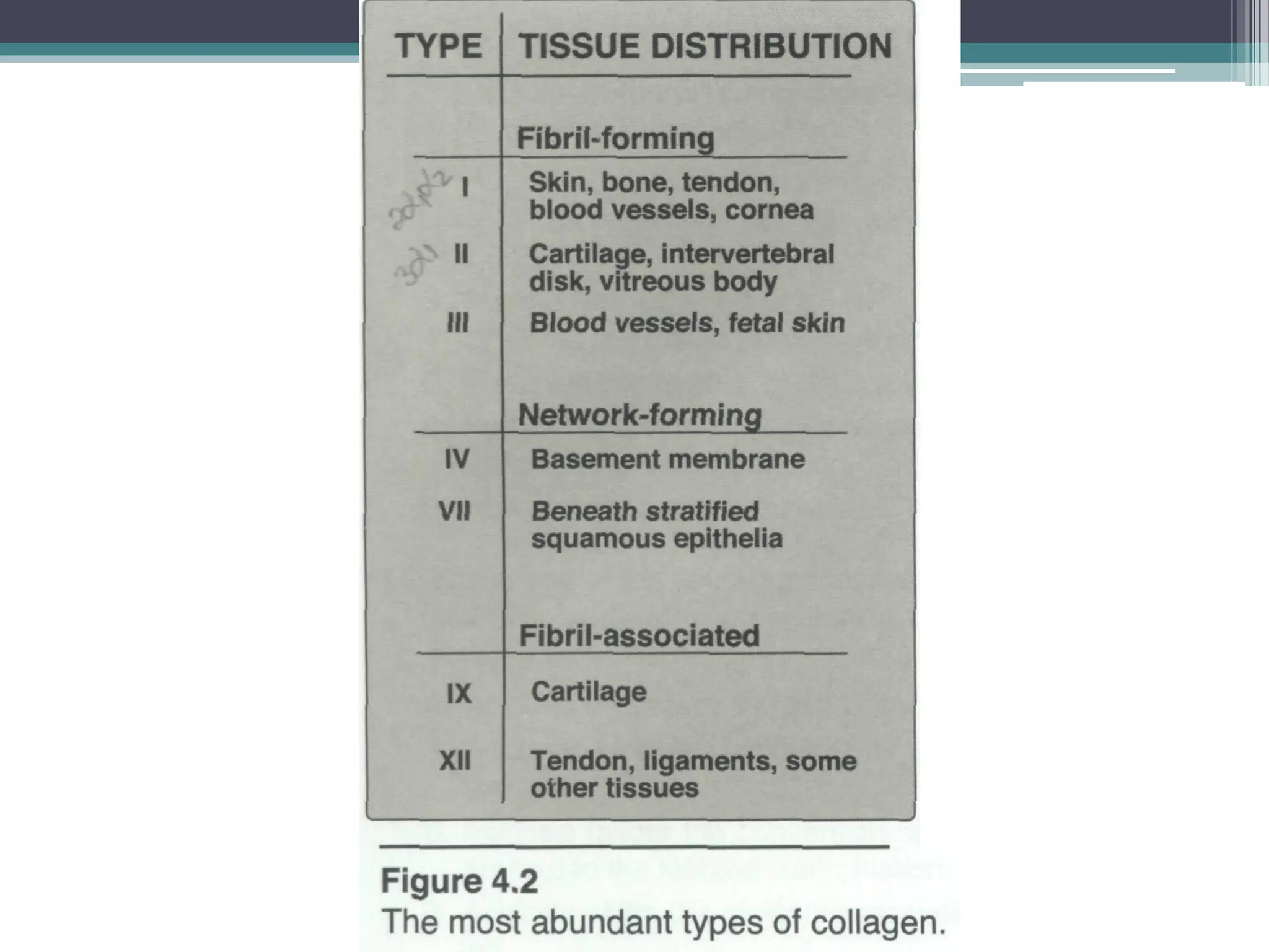 Chemical composition of cartilage I course.pdf