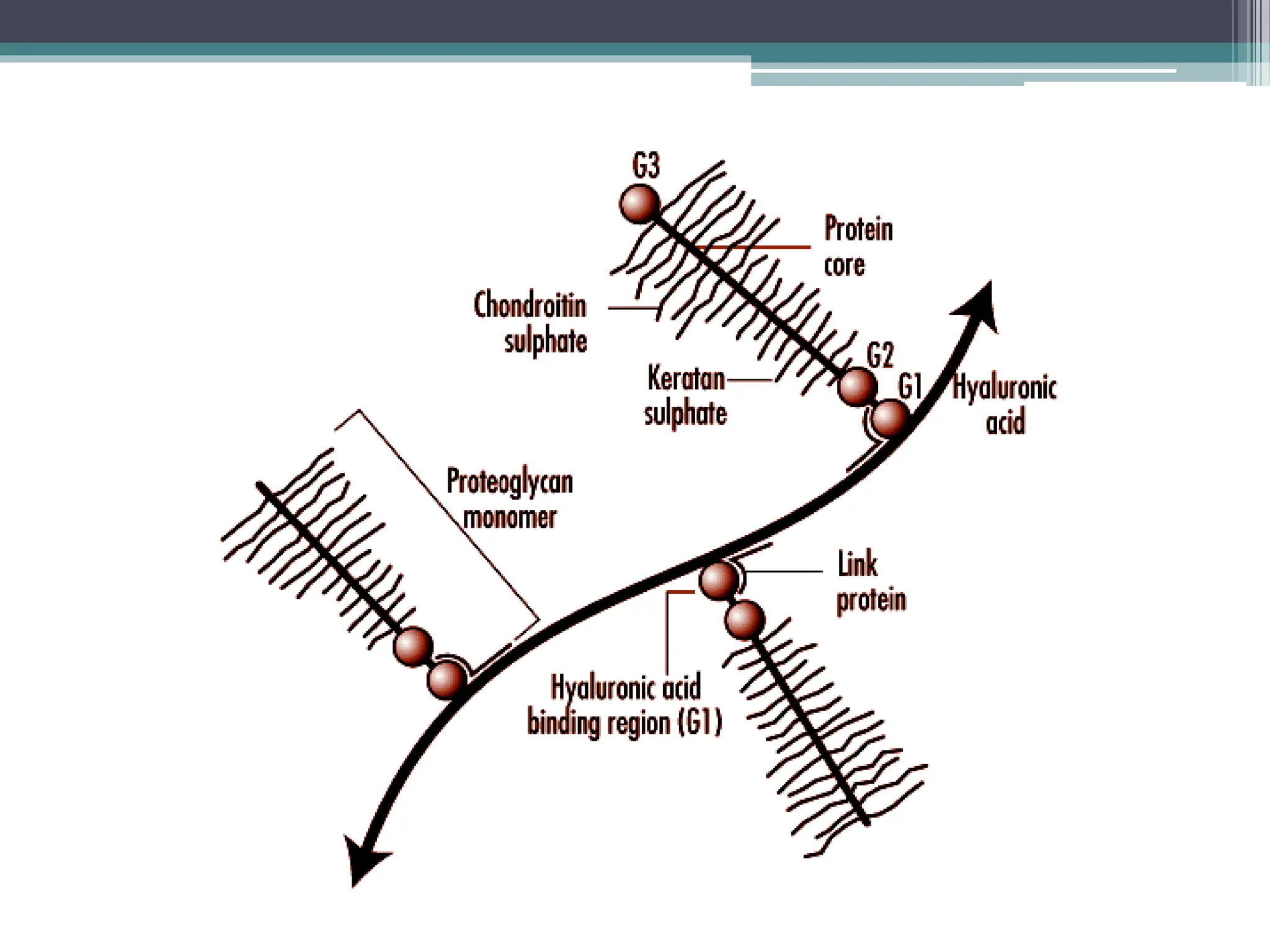 Chemical composition of cartilage I course.pdf
