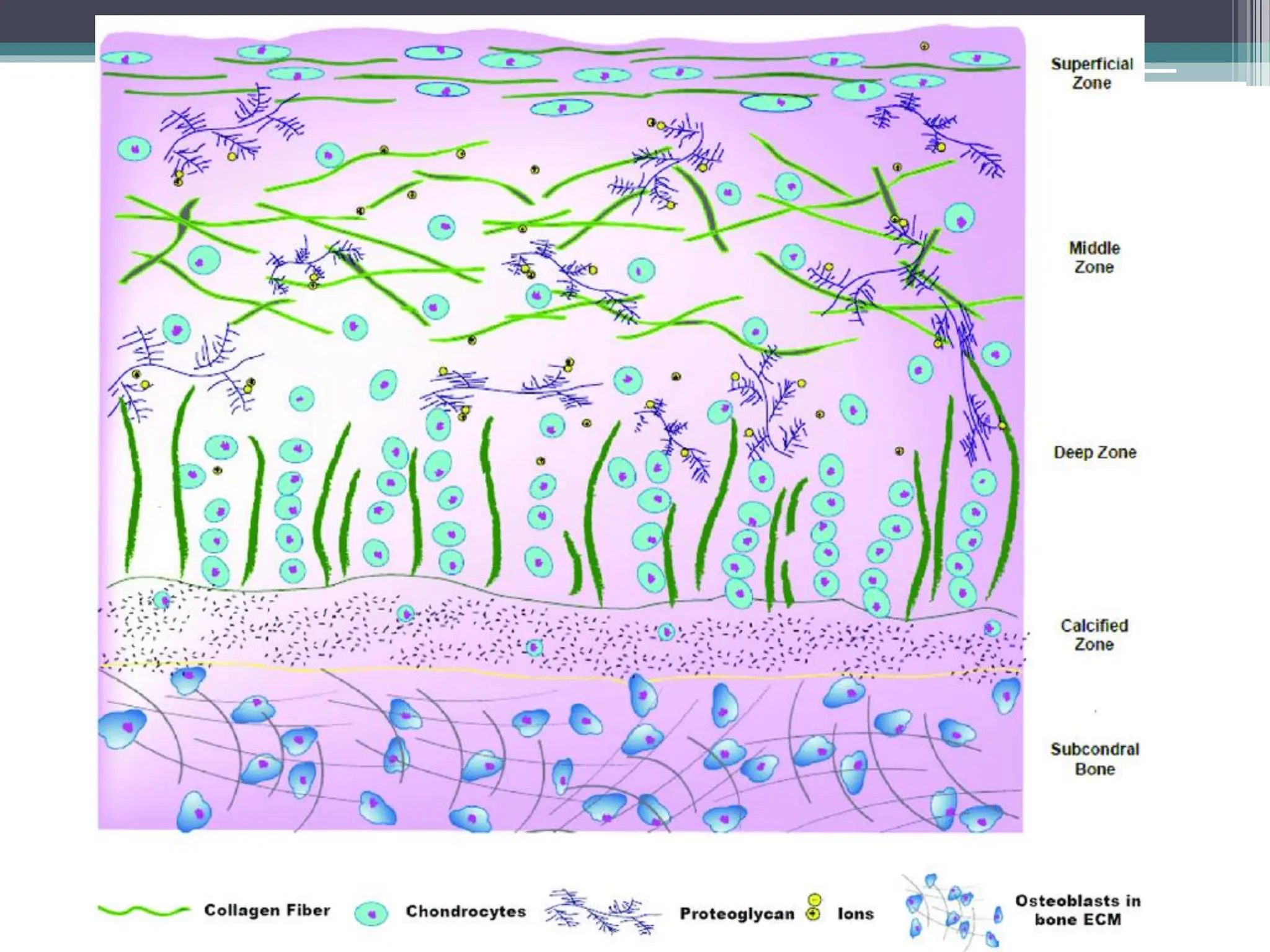 Chemical composition of cartilage I course.pdf