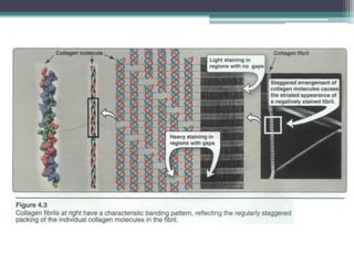 Chemical composition of cartilage I course.pdf