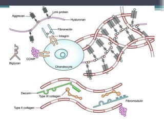 Chemical composition of cartilage I course.pdf