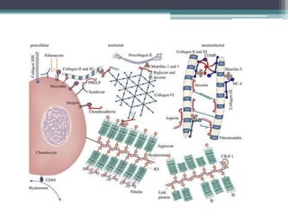 Chemical composition of cartilage I course.pdf