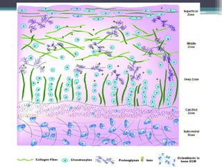 Chemical composition of cartilage I course.pdf