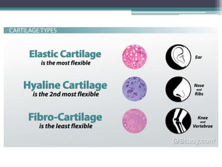 Chemical composition of cartilage I course.pdf