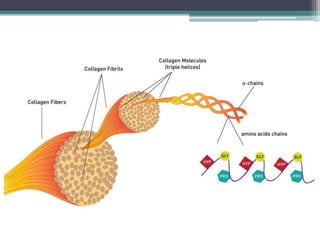 Chemical composition of cartilage I course.pdf