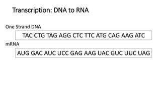 Chemical composition of dna | PPTX