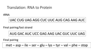 Chemical composition of dna | PPTX