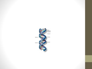 Chemical composition of dna | PPTX