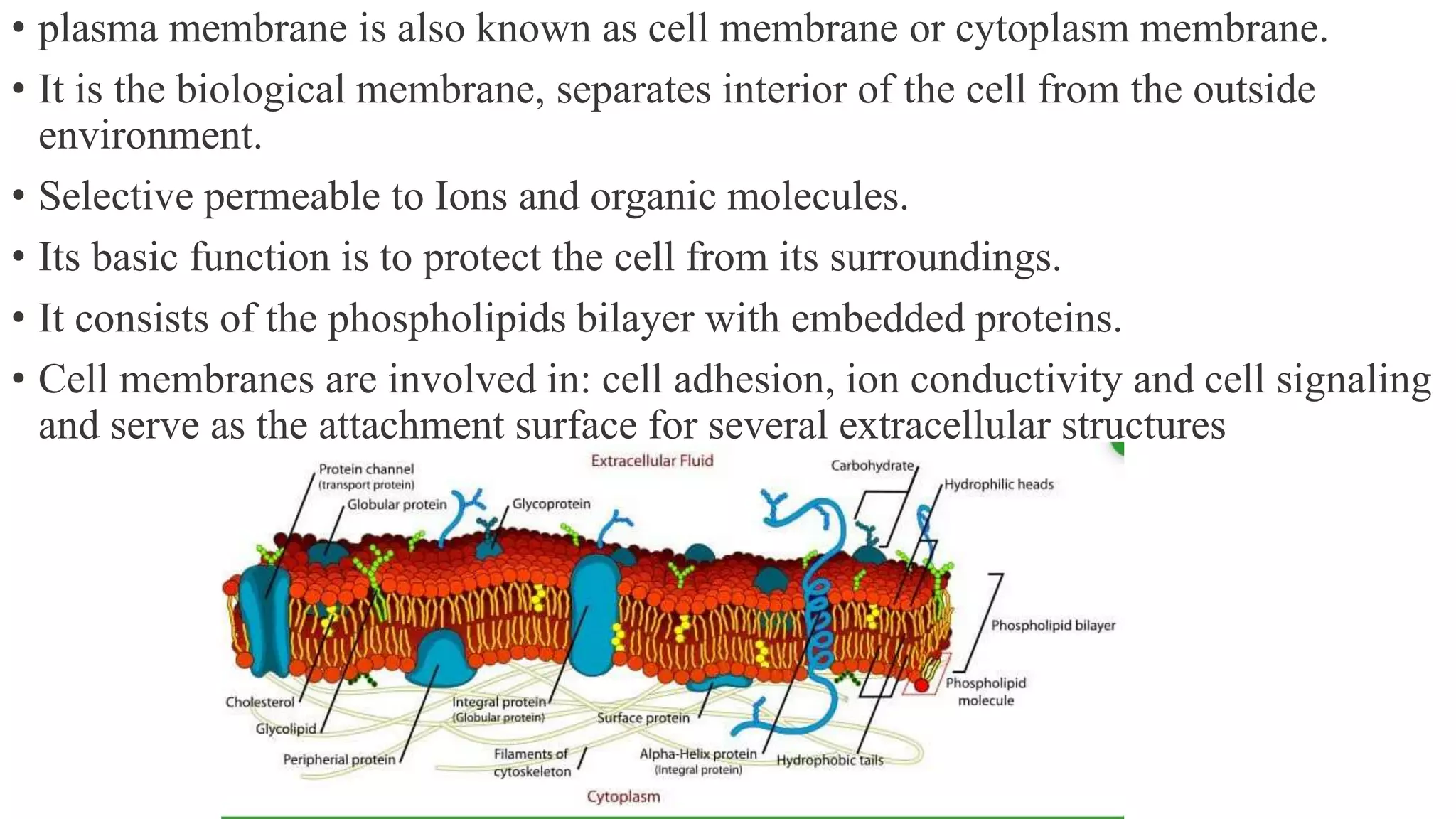 Chemical composition of plasma membrane | PPTX