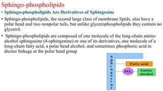 Chemical composition of plasma membrane | PPTX