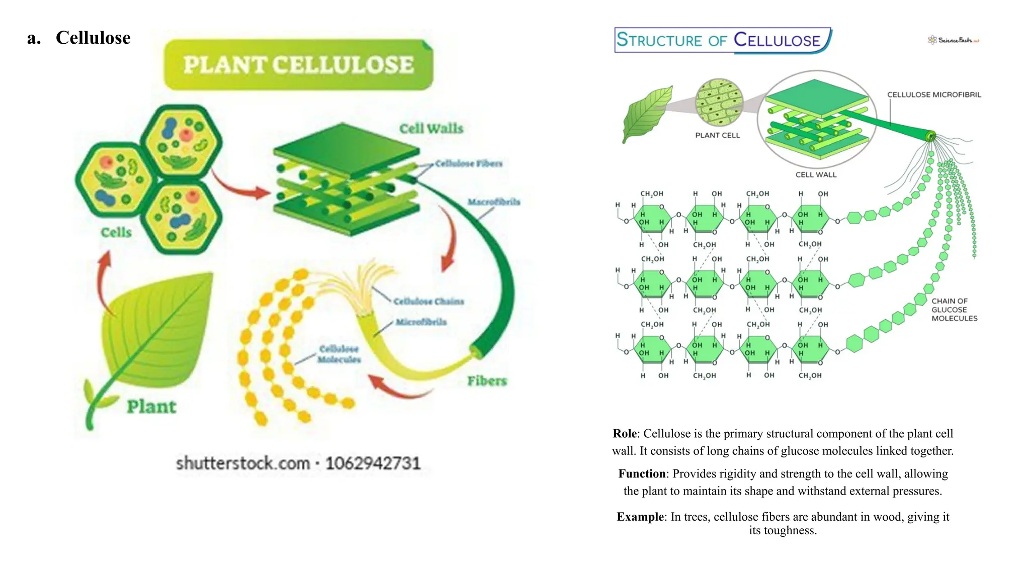 CHEMICAL COMPOSITION OF THE CELL – PLANT CELL.pptx