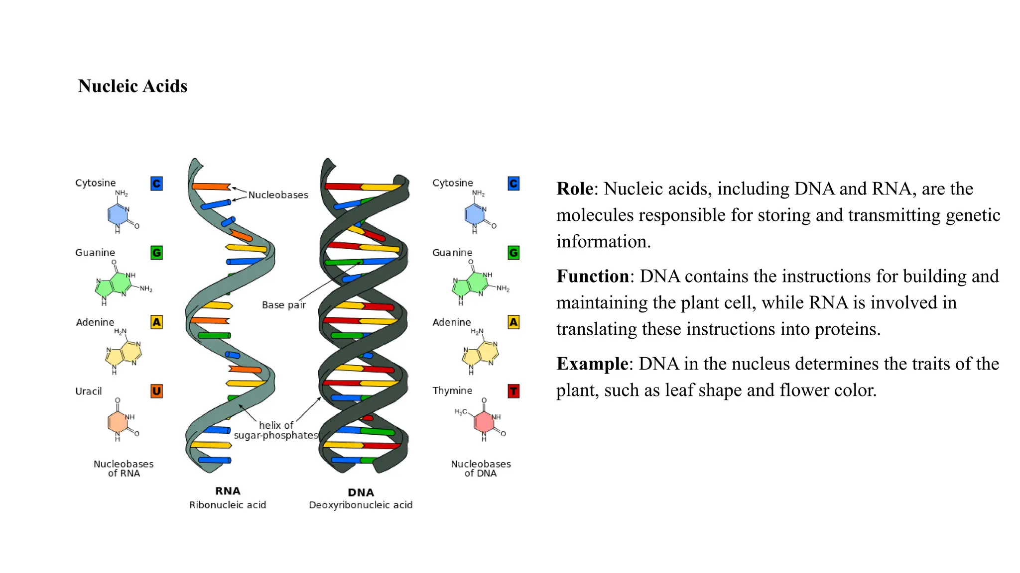 CHEMICAL COMPOSITION OF THE CELL – PLANT CELL.pptx