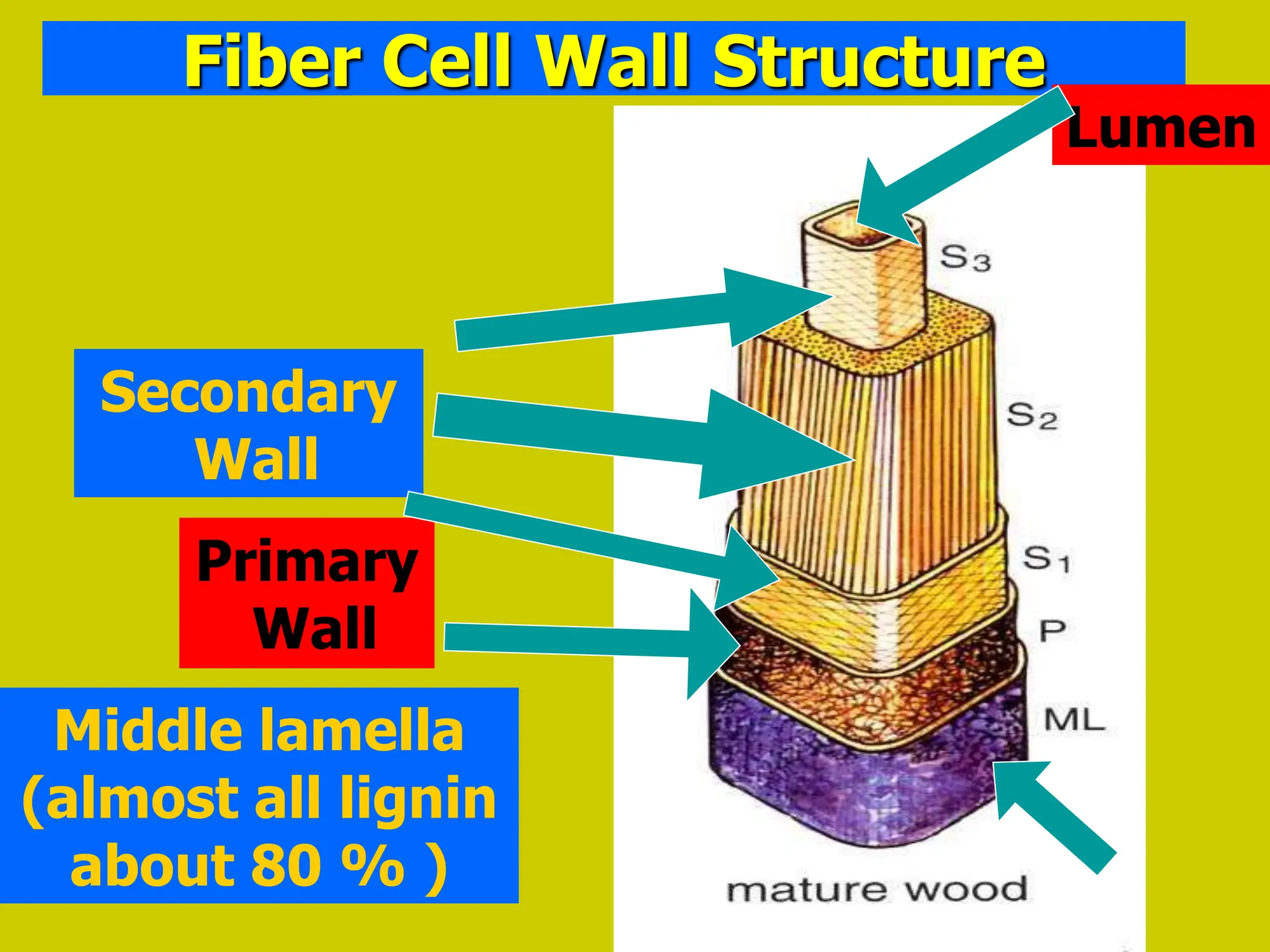 Chemical Composition of WOOD.ppt