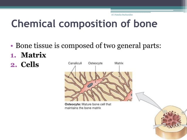 chemical compositon of bone 2022dhdzhdh.pdf