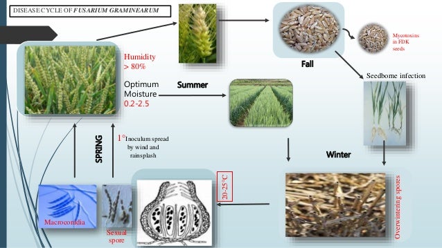 Fusarium Head Blight Of Wheat: Pathogenesis And Control Strategies – KMFU