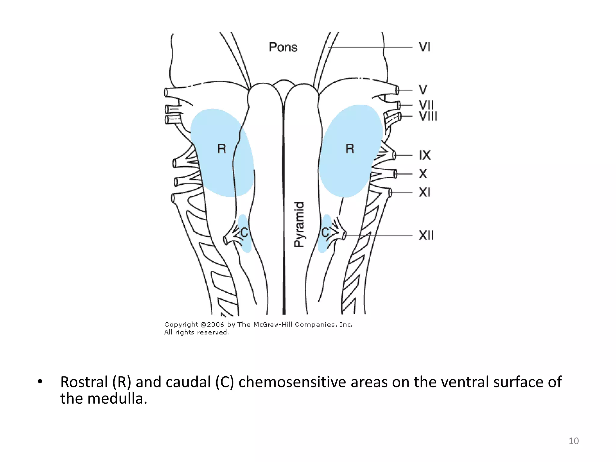 Chemical control of respiration | PPTX