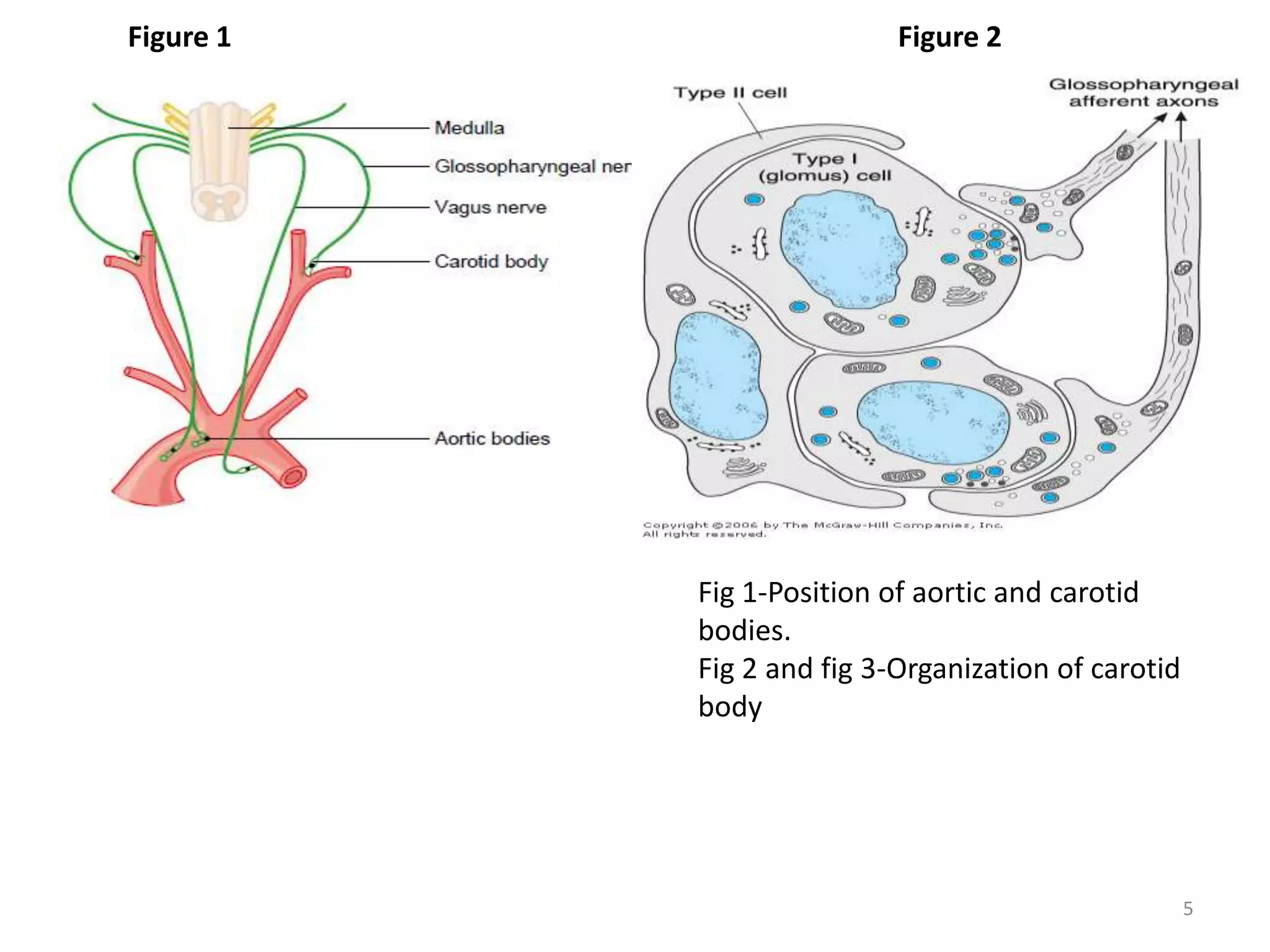 Chemical control of respiration | PPTX