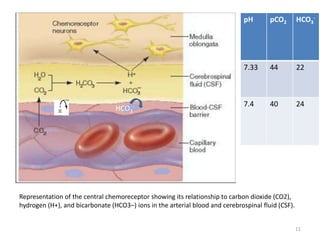 Chemical control of respiration | PPTX