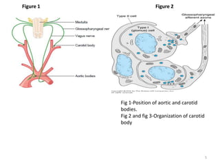 Chemical control of respiration | PPTX