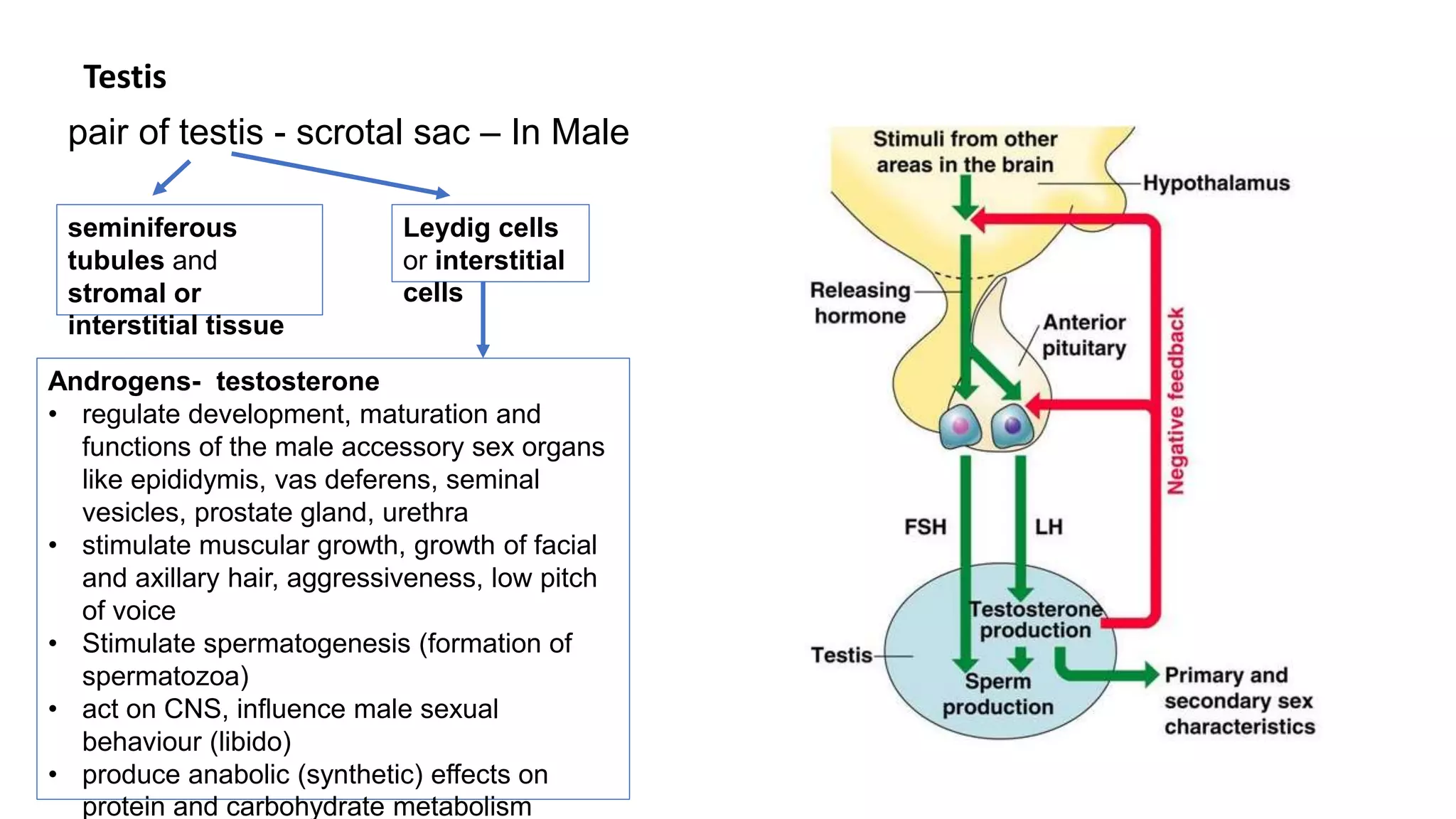 Chemical coordination and integration | PPTX
