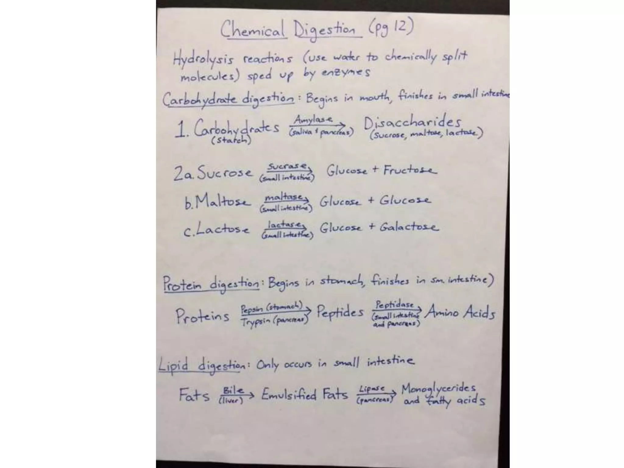 Chemical digestion notes | PPTX