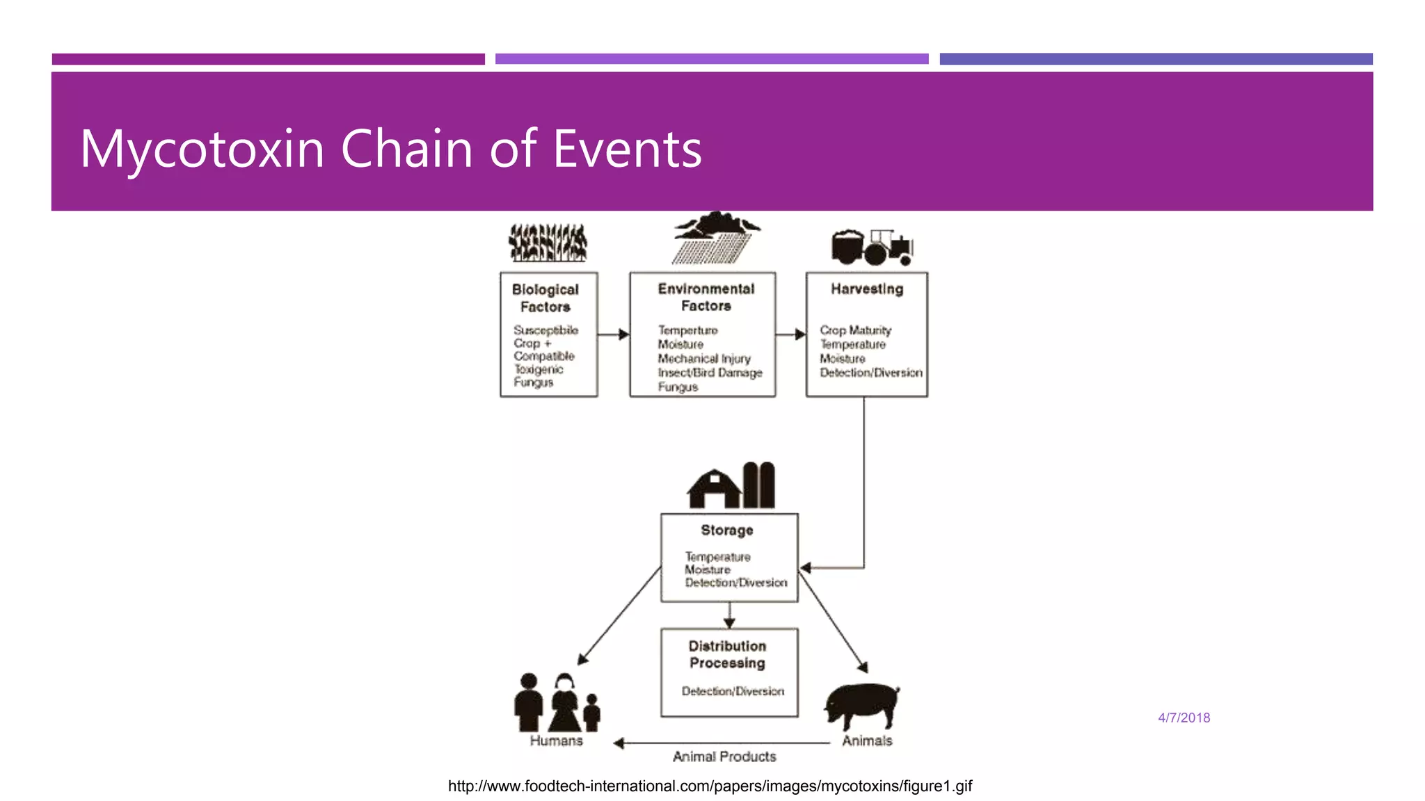 Chemical food poisoning & human mycotoxins & specific mycotoxins | PPTX