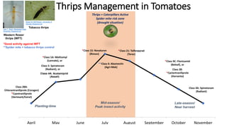 Chemical insecticide rotations in vegetable crops (2021 Webinar) | PPTX
