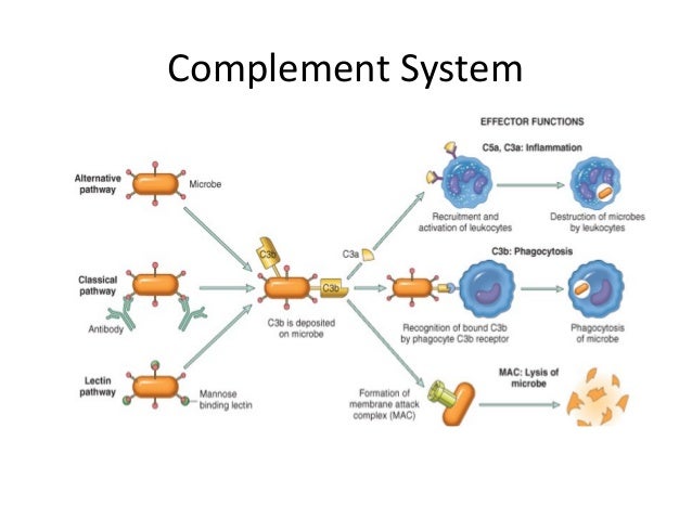 basic chemical mediator