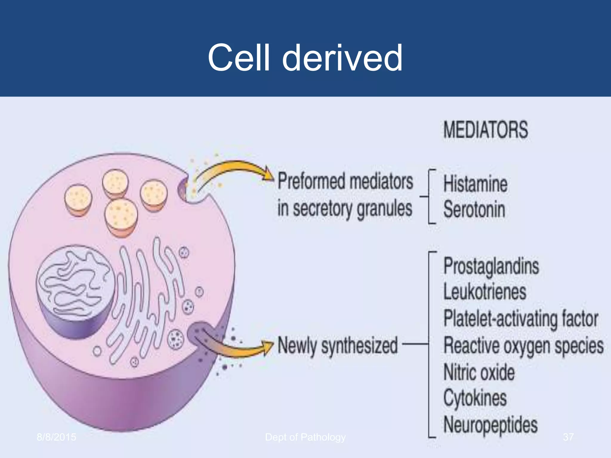 Chemical mediators of inflammation | PPTX