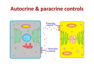 Chemical messengers | PPTX