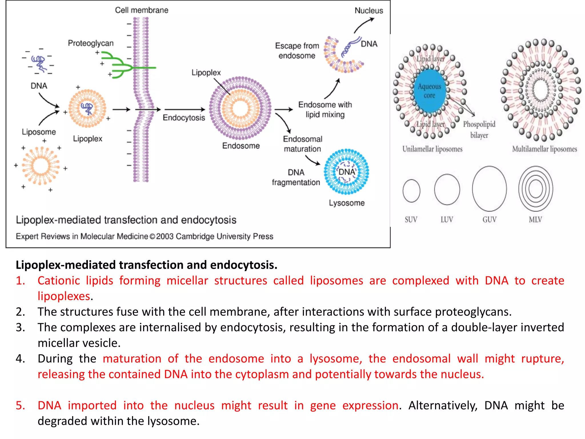 Chemical method of transformation | PDF